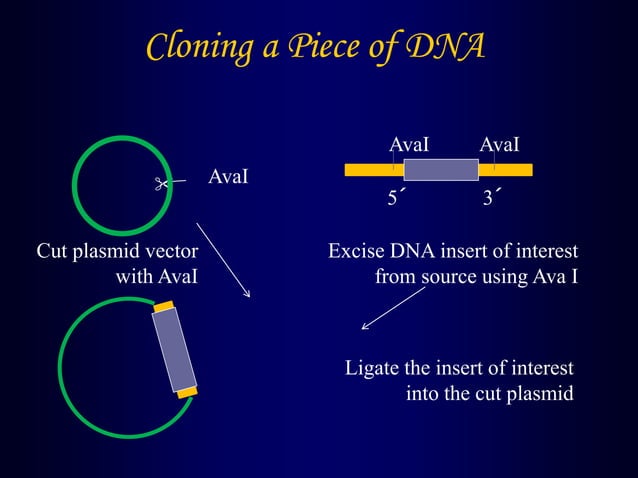DNA Cloning.ppt