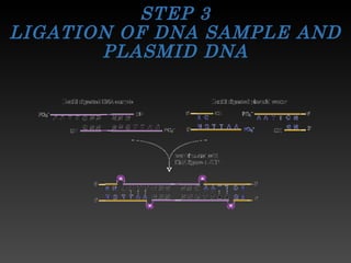 Dna cloning by utkarsh | PPT