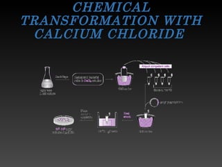 Dna cloning by utkarsh | PPT