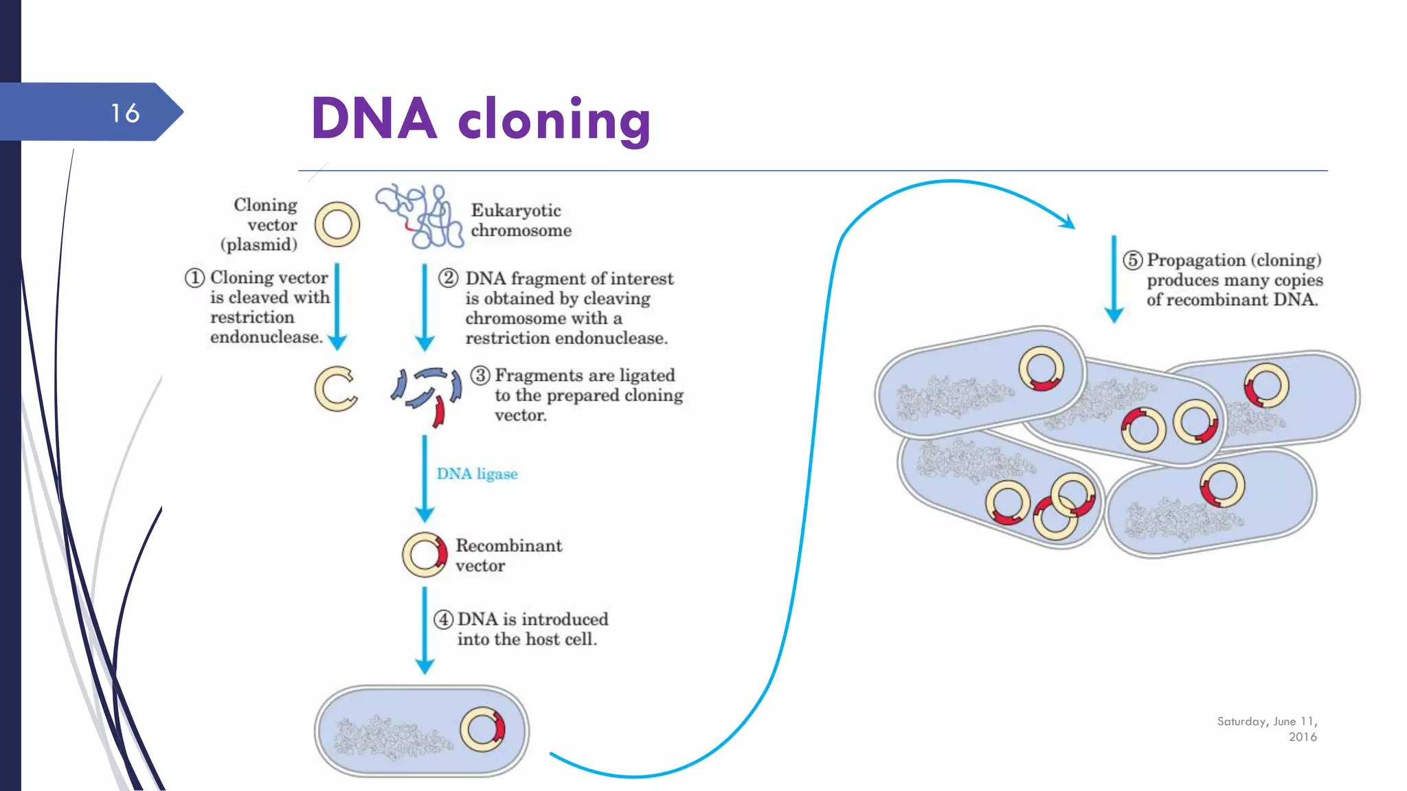 Dna cloning & genetic engineering | PDF