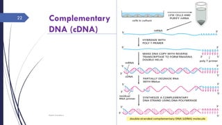 Dna cloning & genetic engineering | PDF