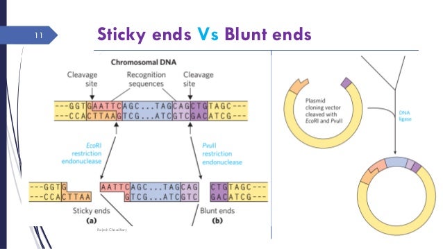 Dna cloning & genetic engineering
