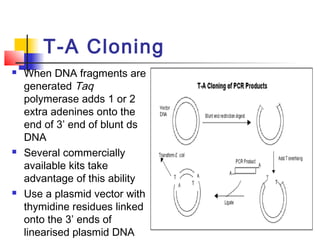 Dna cloning intro | PPT