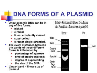 Dna cloning intro | PPT