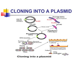 Dna cloning intro | PPT