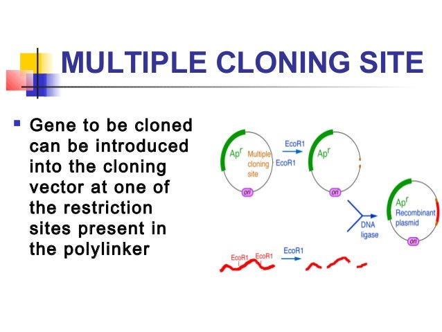 Dna cloning intro