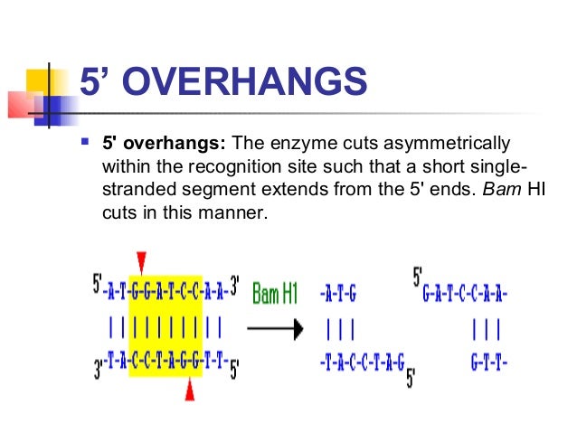 Dna cloning intro