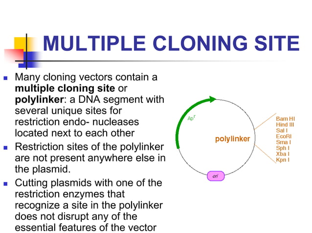 DNA_cloning_principles and procedures.ppt | Biotech and Biomedical ...