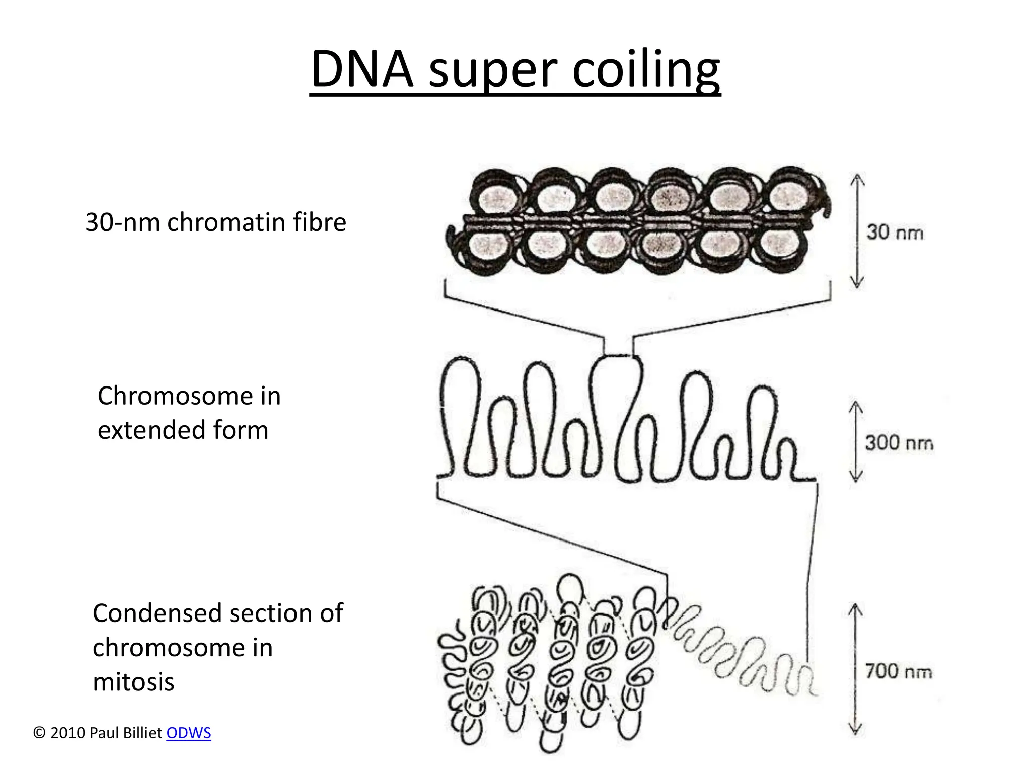 DNA Coiling.ppt