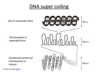 DNA Coiling.ppt