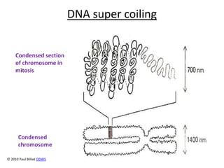 DNA Coiling.ppt