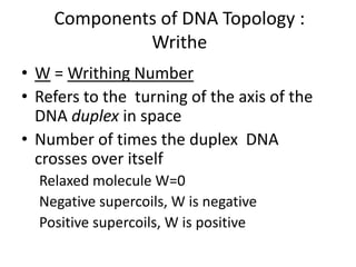 DNA Coiling.ppt