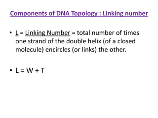 DNA Coiling.ppt