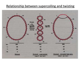 DNA Coiling.ppt