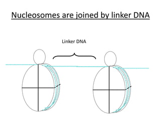 DNA Coiling.ppt