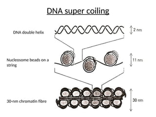 DNA Coiling, super coiling and packaging.ppt | Free Download
