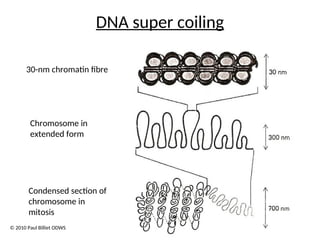 DNA Coiling, super coiling and packaging.ppt
