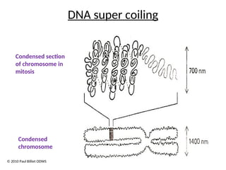 DNA Coiling, super coiling and packaging.ppt