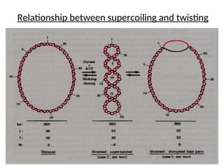 DNA Coiling, super coiling and packaging.ppt