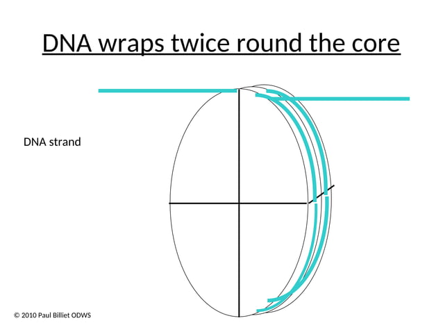 DNA Coiling, super coiling and packaging.ppt | Free Download