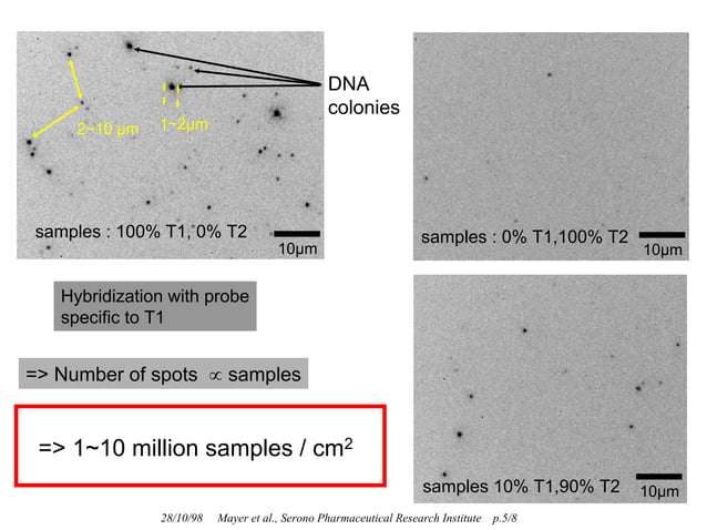 DNA colony massively parrallel sequencing ams98 presentation | PPT