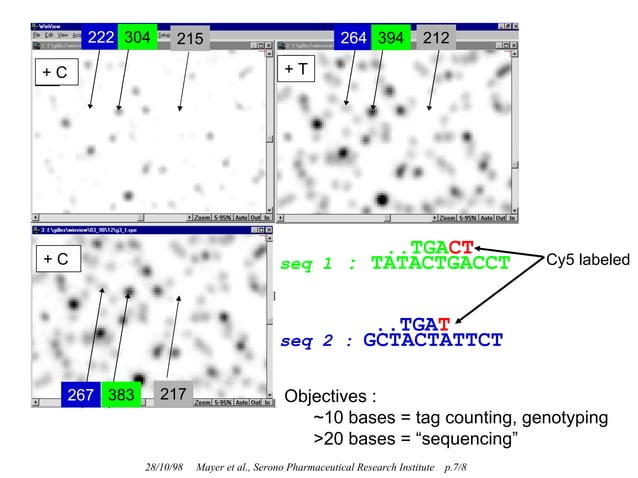 DNA colony massively parrallel sequencing ams98 presentation | PPT