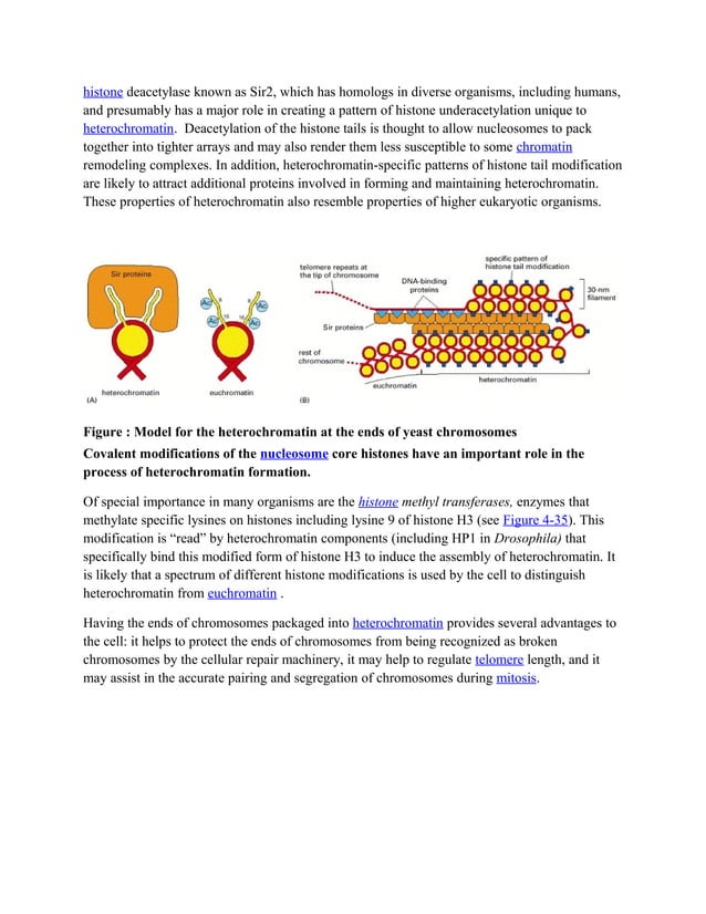 Dna Contentc Value Paradox Euchromatin Heterochromatin Banding