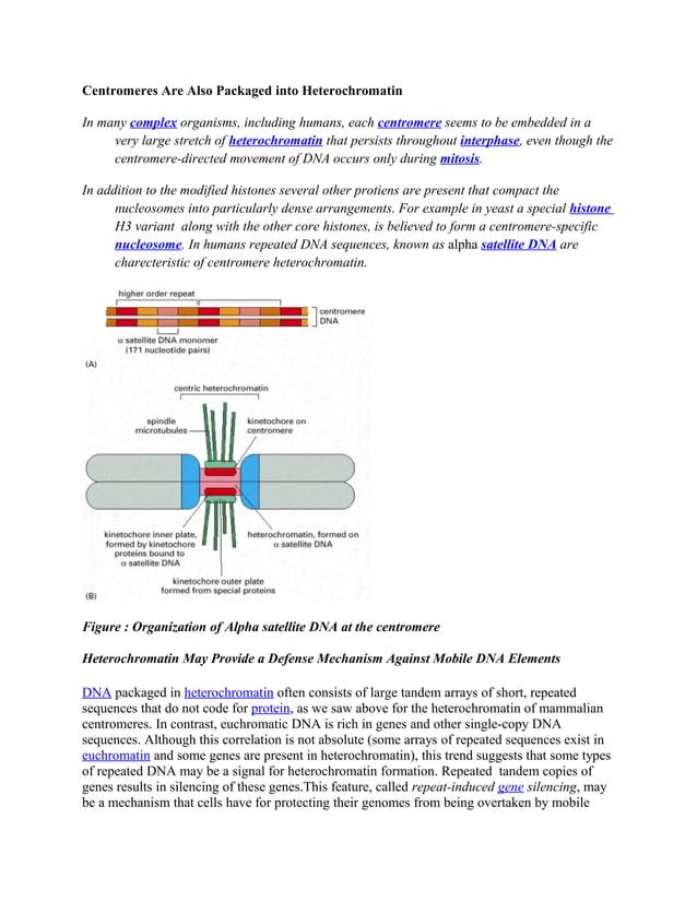Dna Contentc Value Paradox Euchromatin Heterochromatin Banding