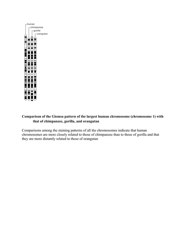 Dna Contentc Value Paradox Euchromatin Heterochromatin Banding