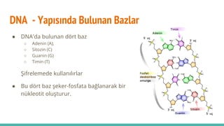 DNA Kriptografi | PDF