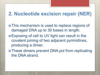 DNA damage and repair | PPTX