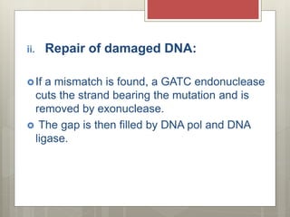 DNA damage and repair | PPTX