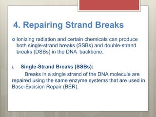 DNA damage and repair | PPTX