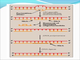 Dna damage. lgis | PPT