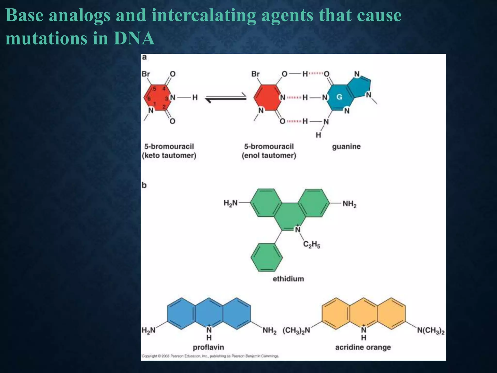 DNA damage.ppt