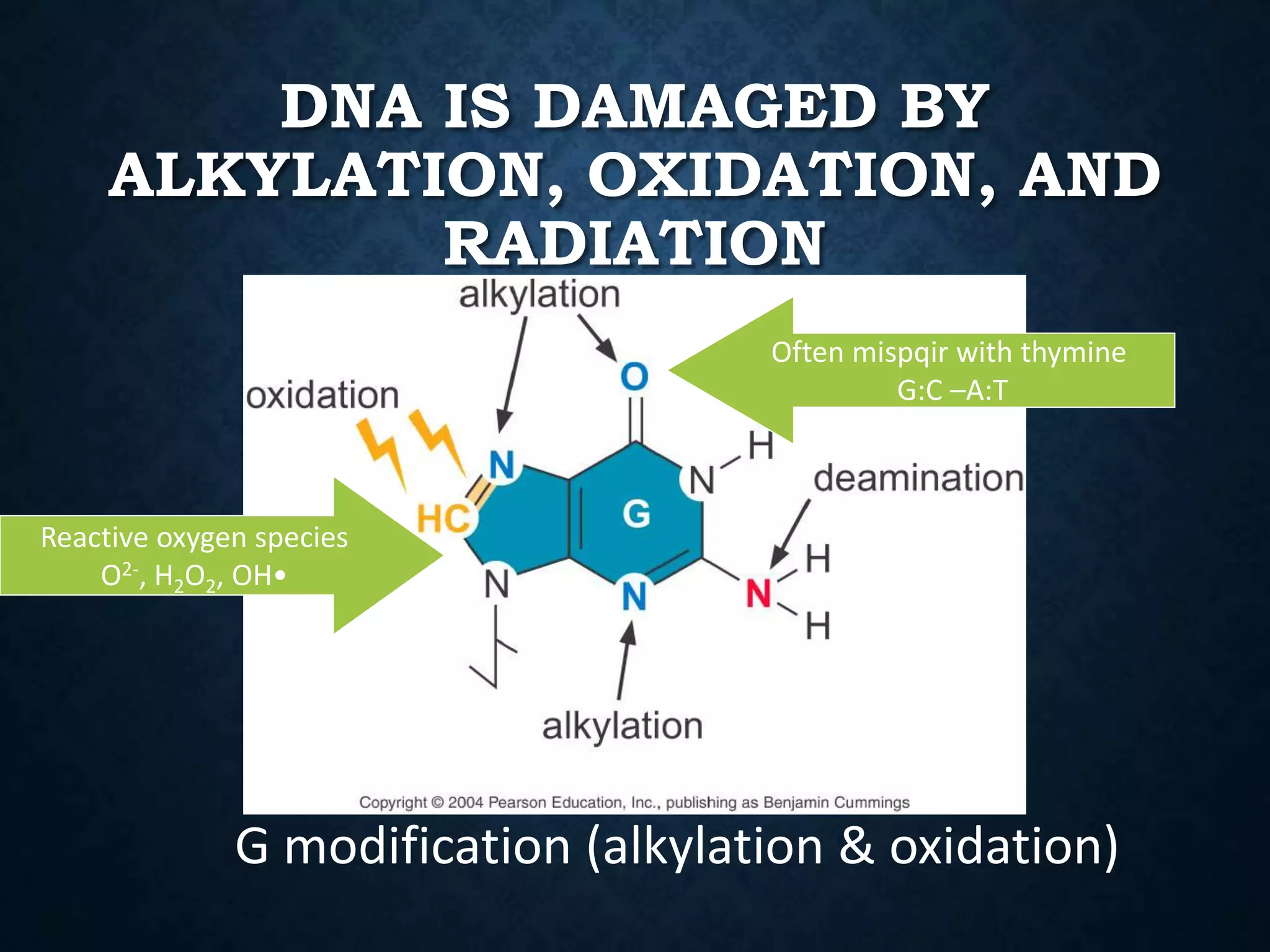 DNA damage.ppt