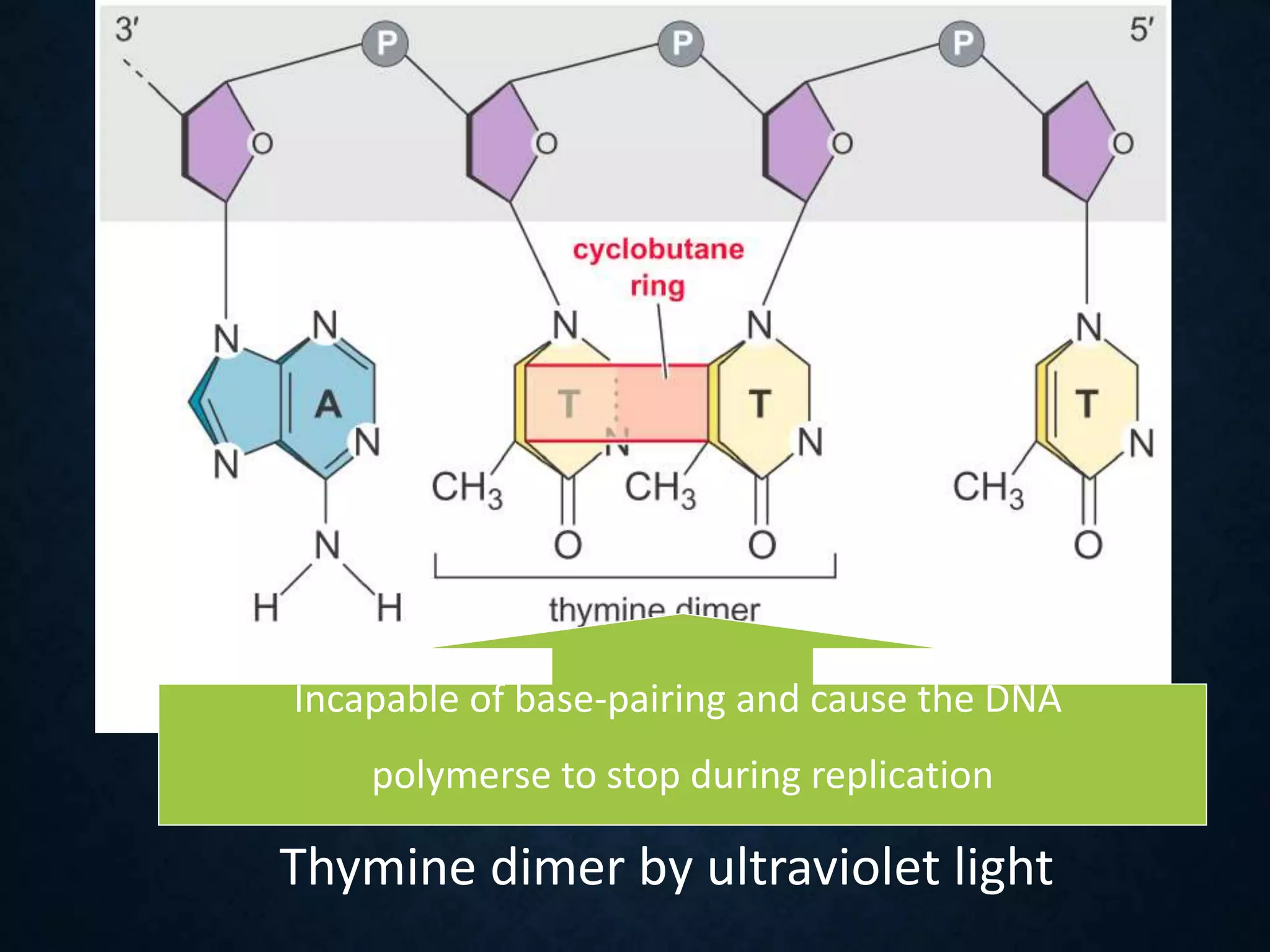 DNA damage.ppt