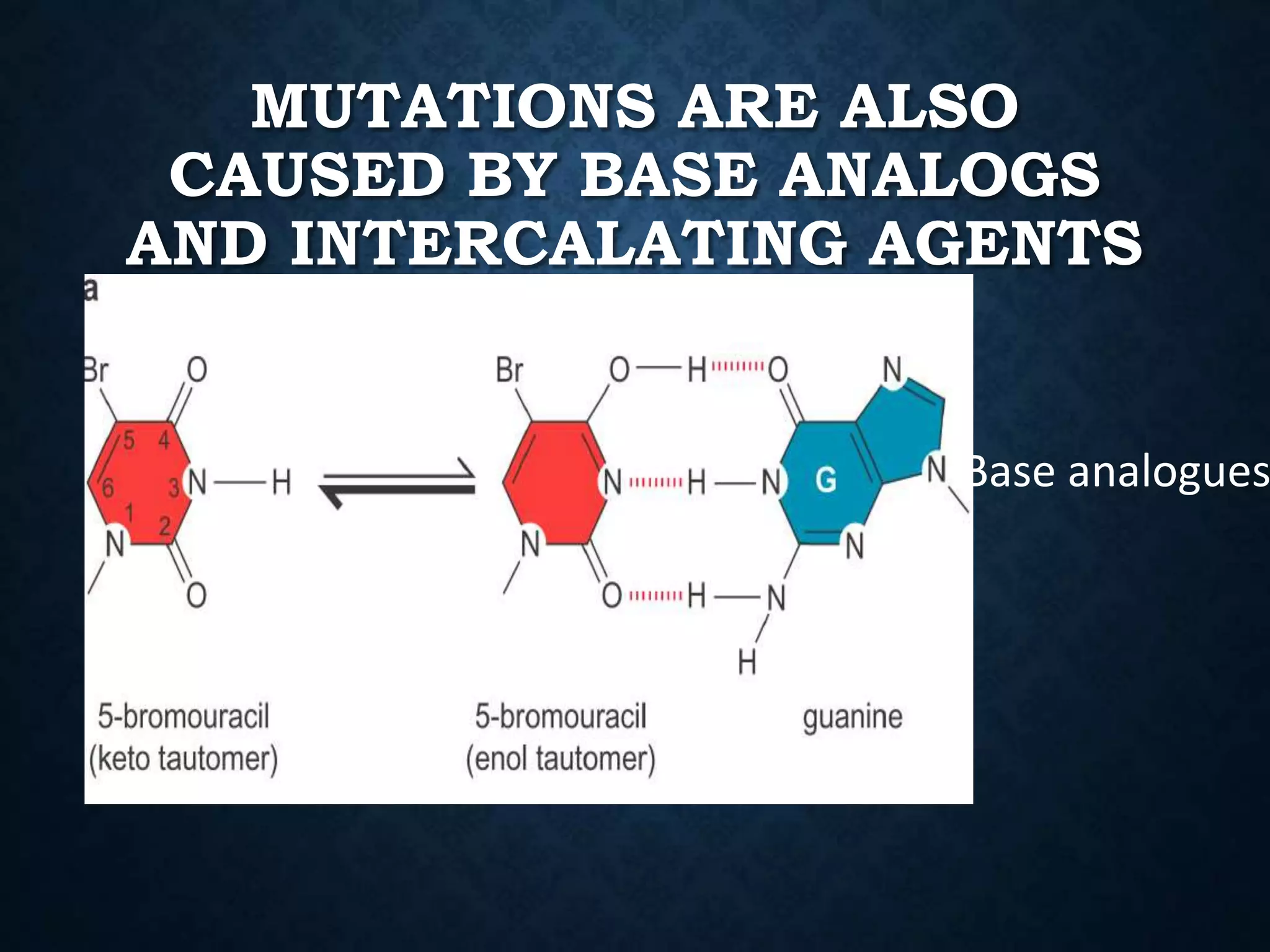 DNA damage.ppt