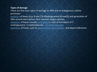 DNA damage.ppt