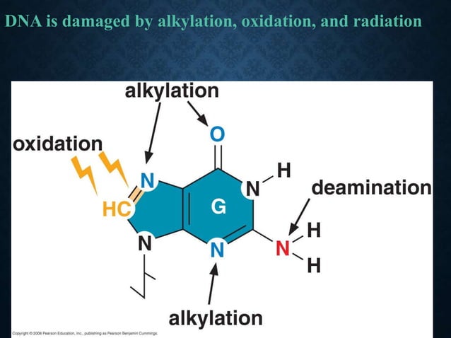 DNA damage.ppt