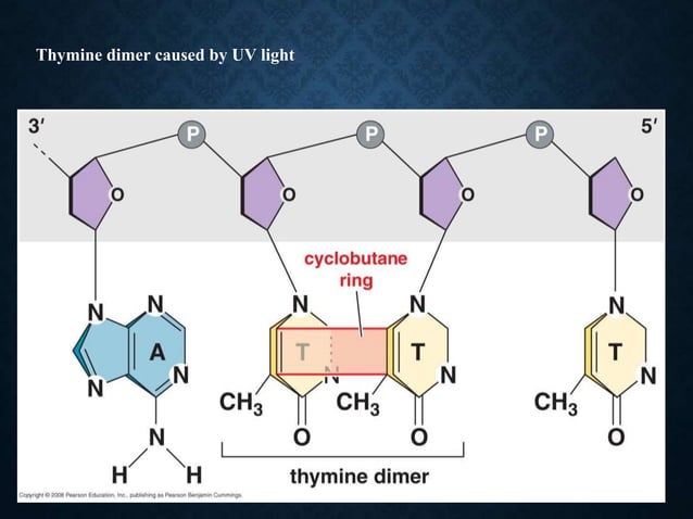 DNA damage.ppt
