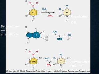 DNA damage.ppt