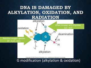 DNA damage.ppt