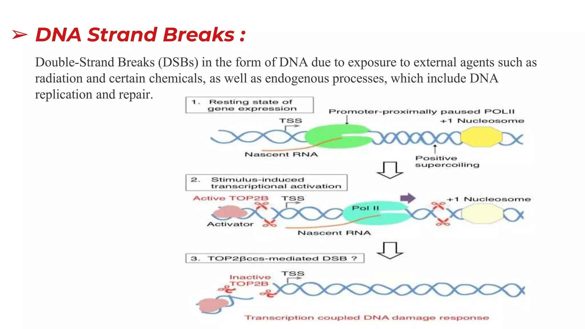 DNA Damage .pptx