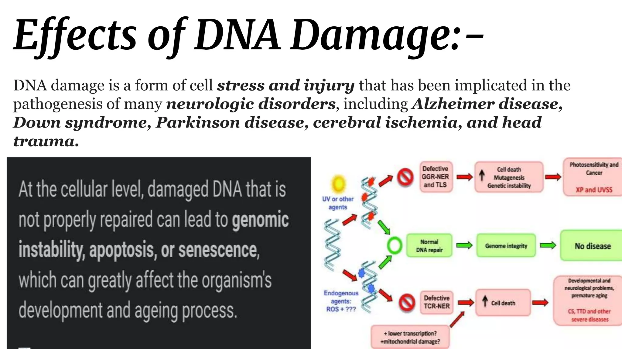 DNA Damage .pptx