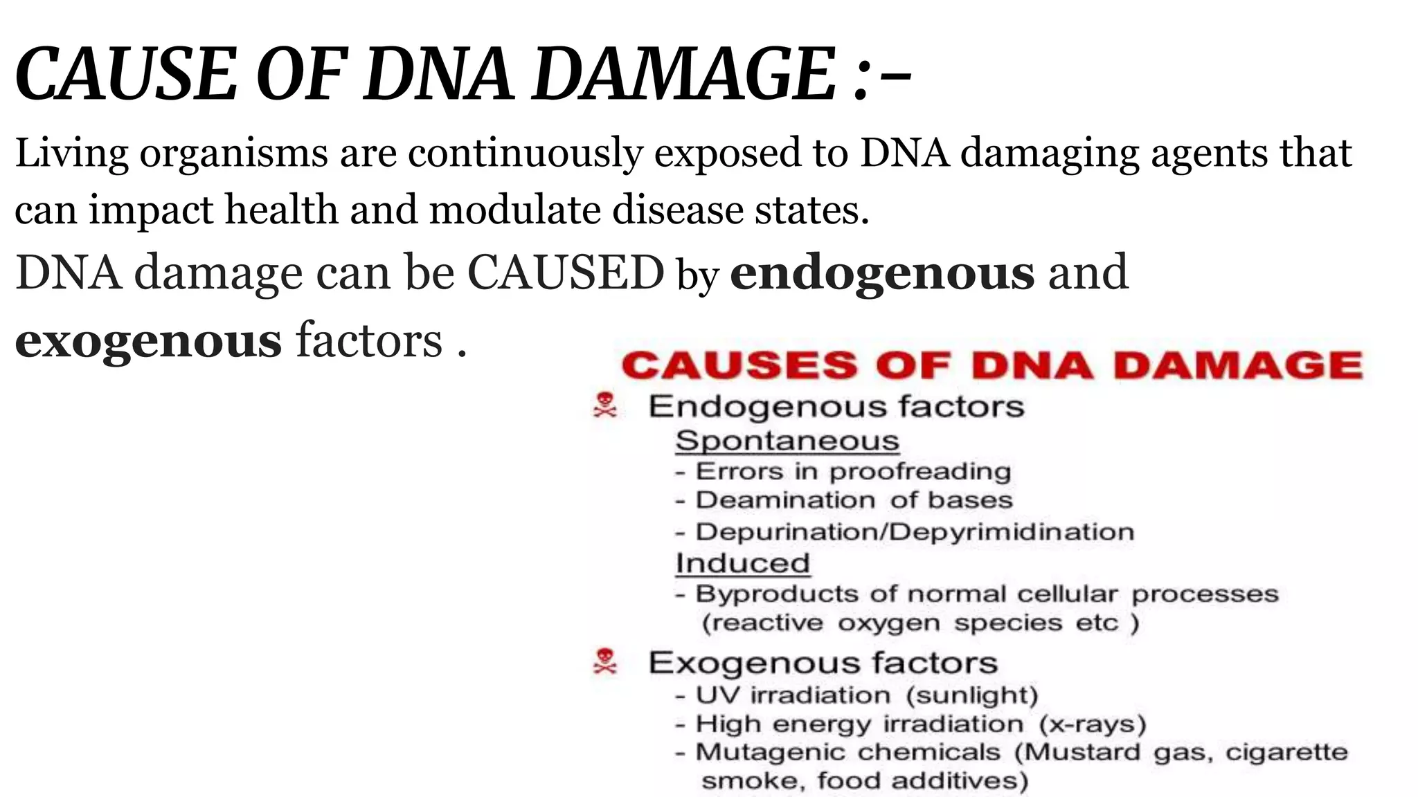DNA Damage .pptx