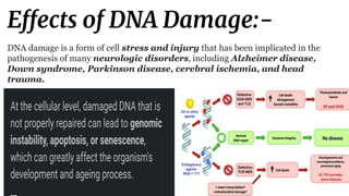 DNA Damage .pptx