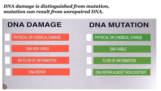 DNA Damage .pptx