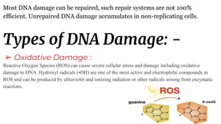 DNA Damage .pptx