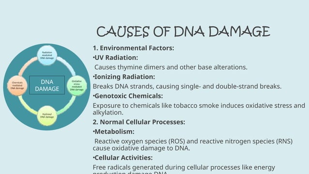 Introduction to DNA damage and repair.pptx